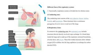 Respiratory System -Basic anatomical and physiological approaches .pptx