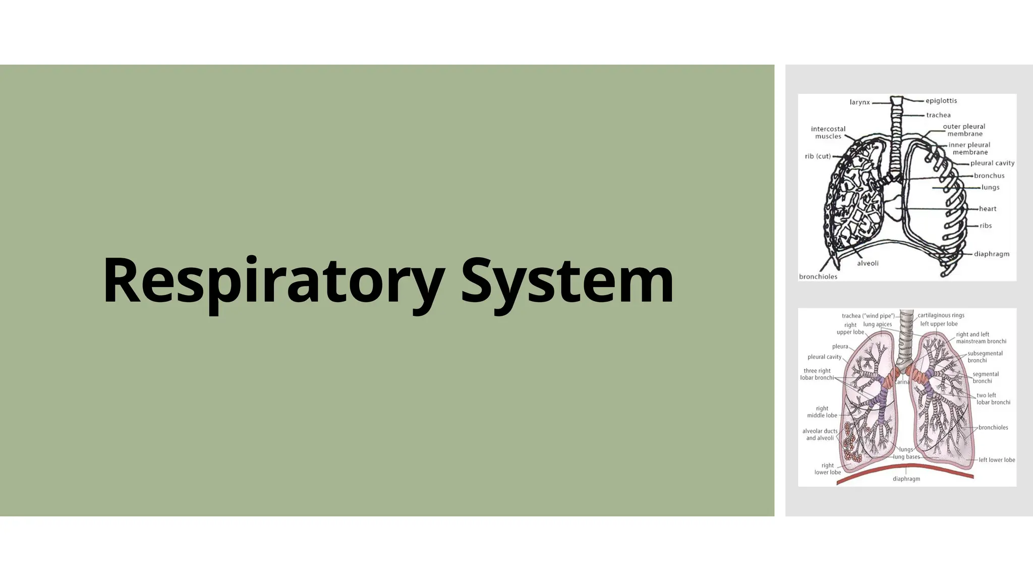Respiratory System of farm animals..pptx