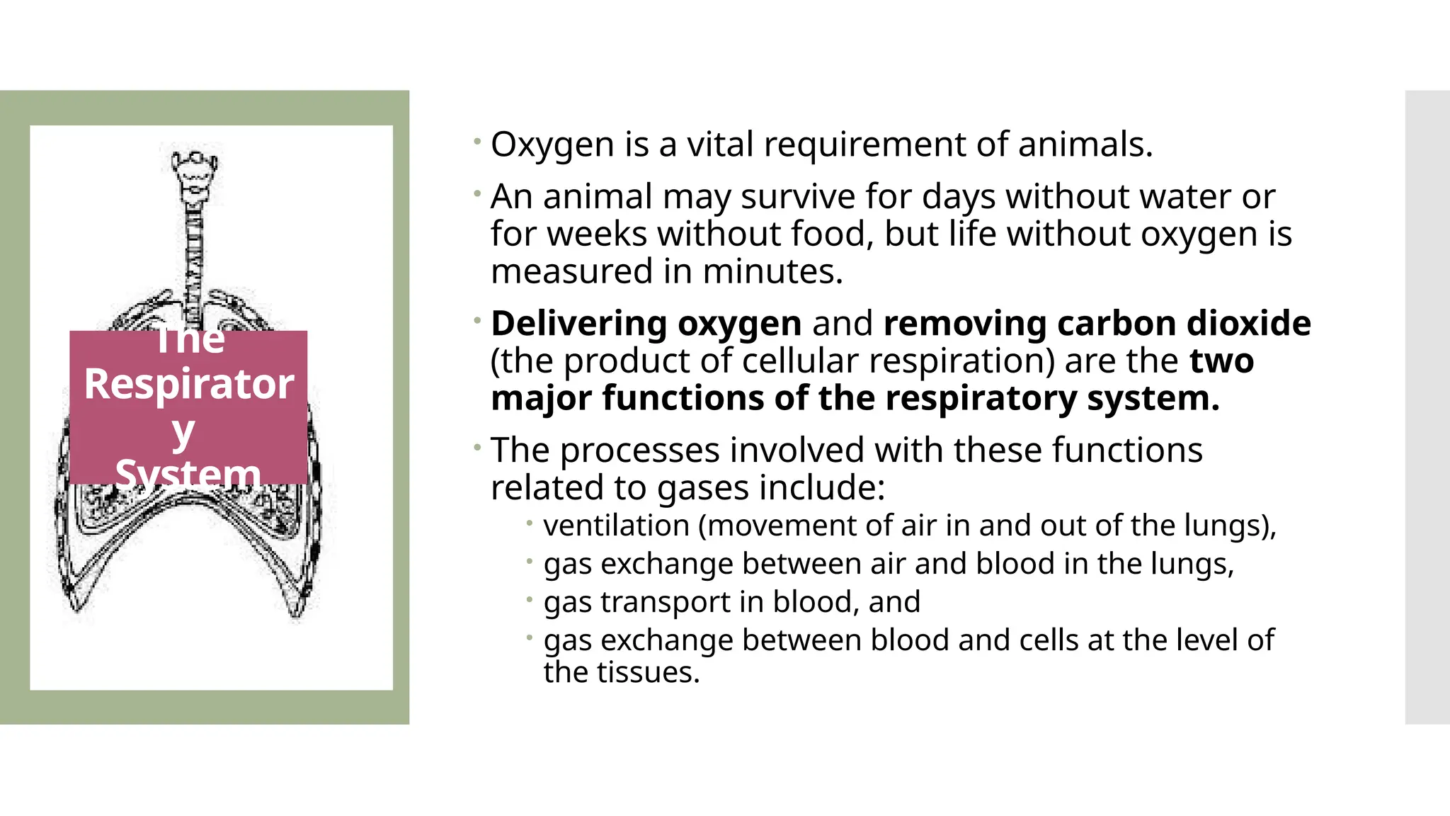 Respiratory System of farm animals..pptx