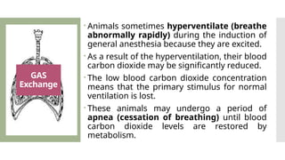 Respiratory System of farm animals..pptx