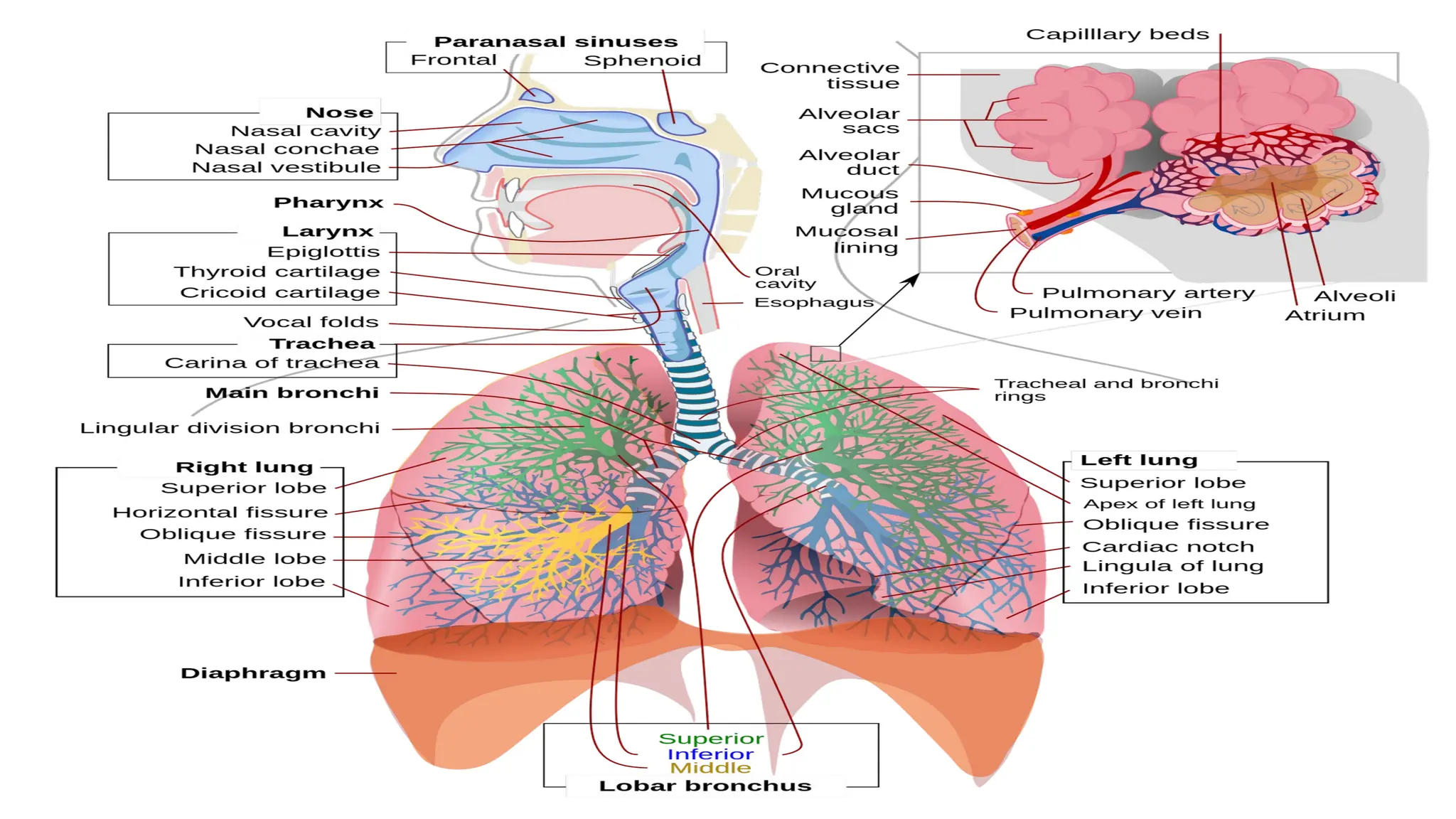Human Respiratory System and its structurespptx | PPTX