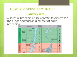 RESPIRATORY SYSTEM physiology respiratory system | PPTX
