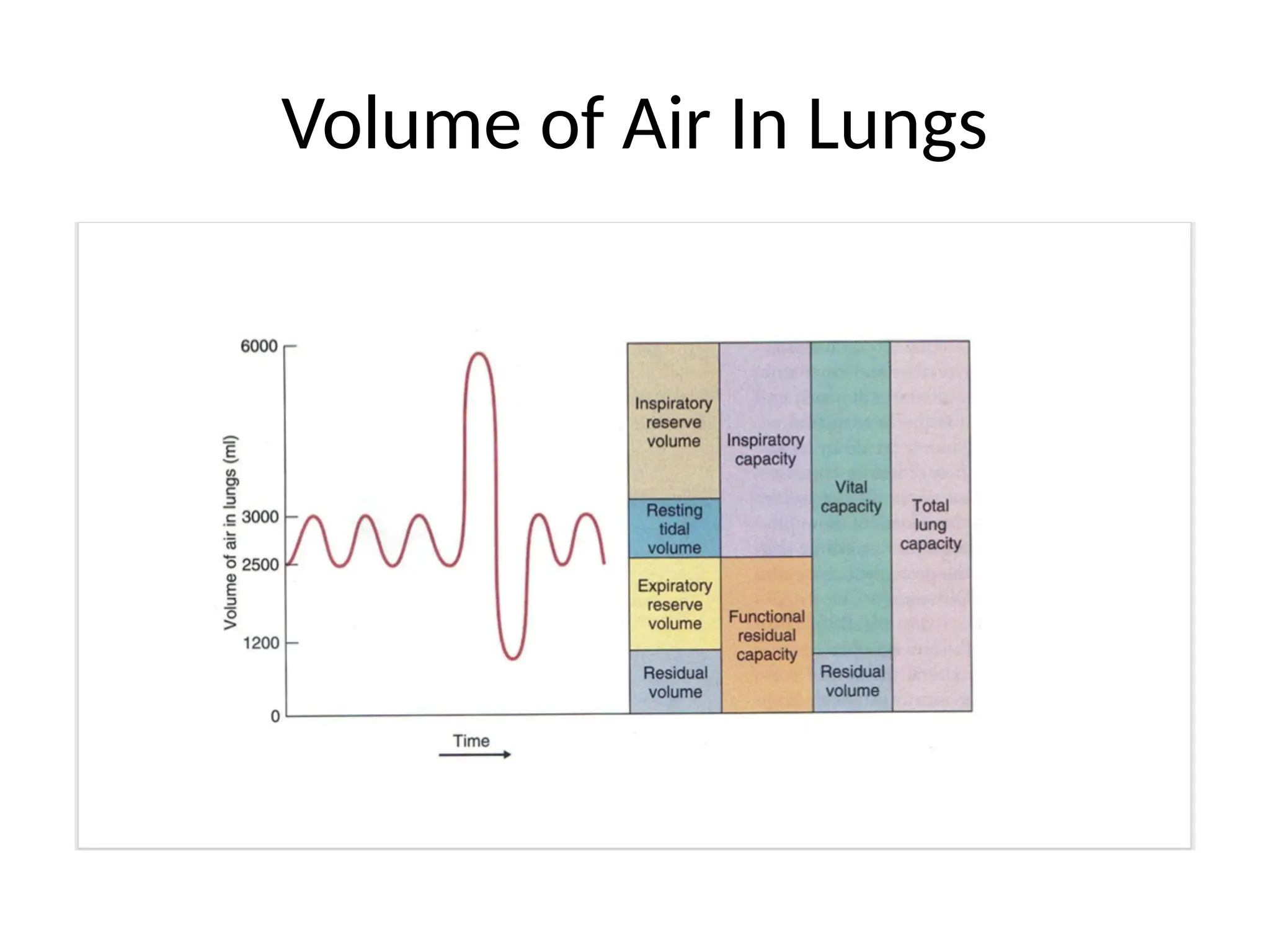 Respiratory System anatomy and physiology | PPTX