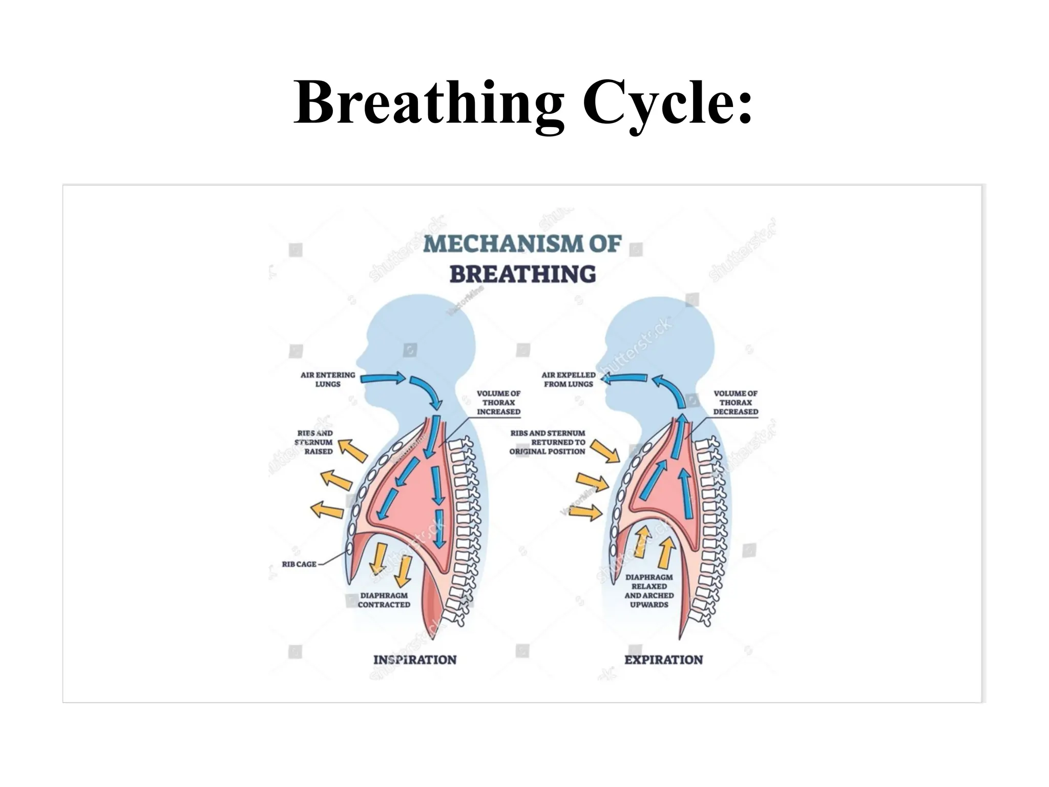 Respiratory System anatomy and physiology | PPTX