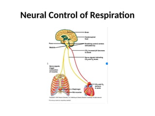 Respiratory System anatomy and physiology | PPTX