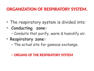 HUMAN ANATOMY AND PHYSIOLOGY: Respiratory system.pptx