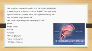 Comprehensive Overview of the Human Respiratory System and Its ...