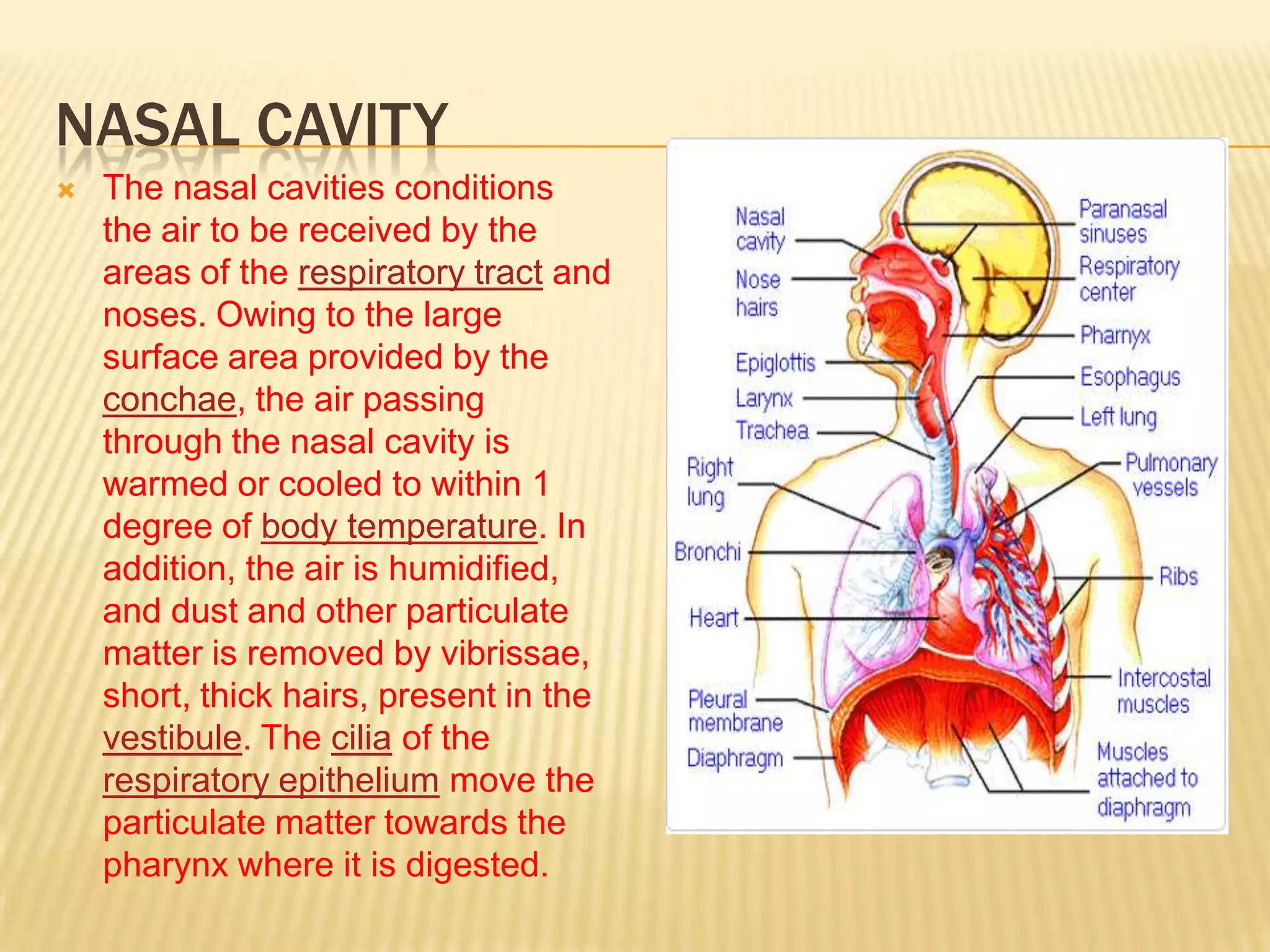 Respiratory System.Chapter # 7 | PPTX