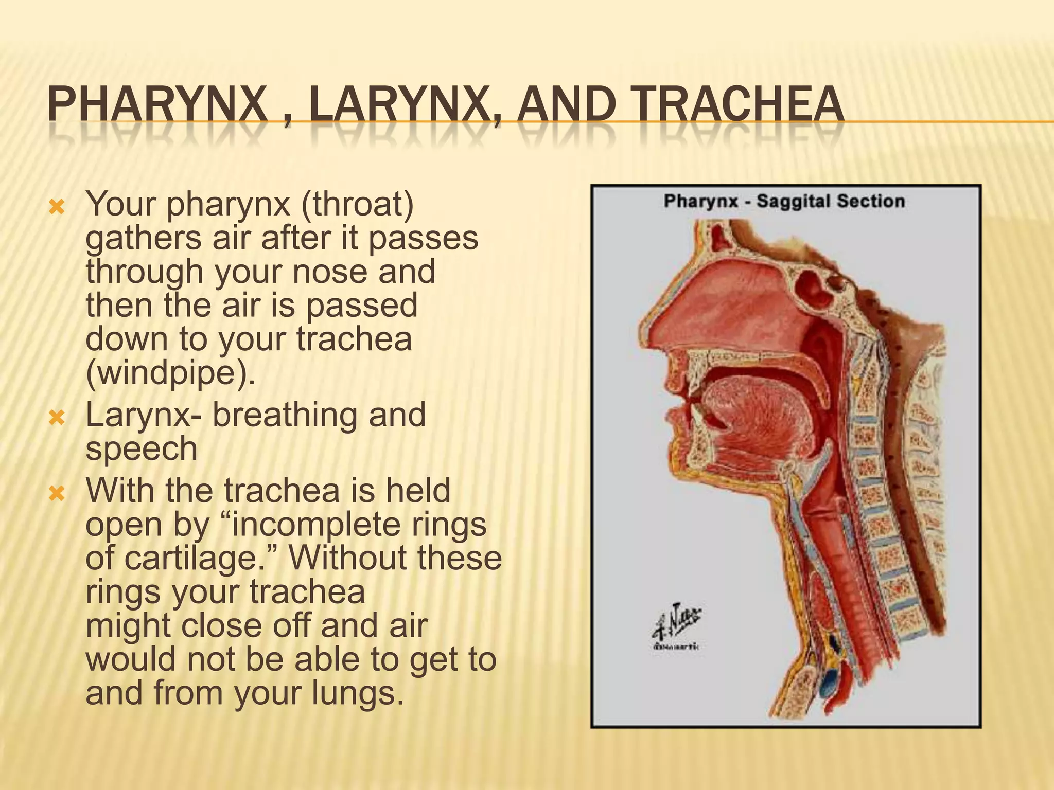 Respiratory System.Chapter # 7 | PPTX