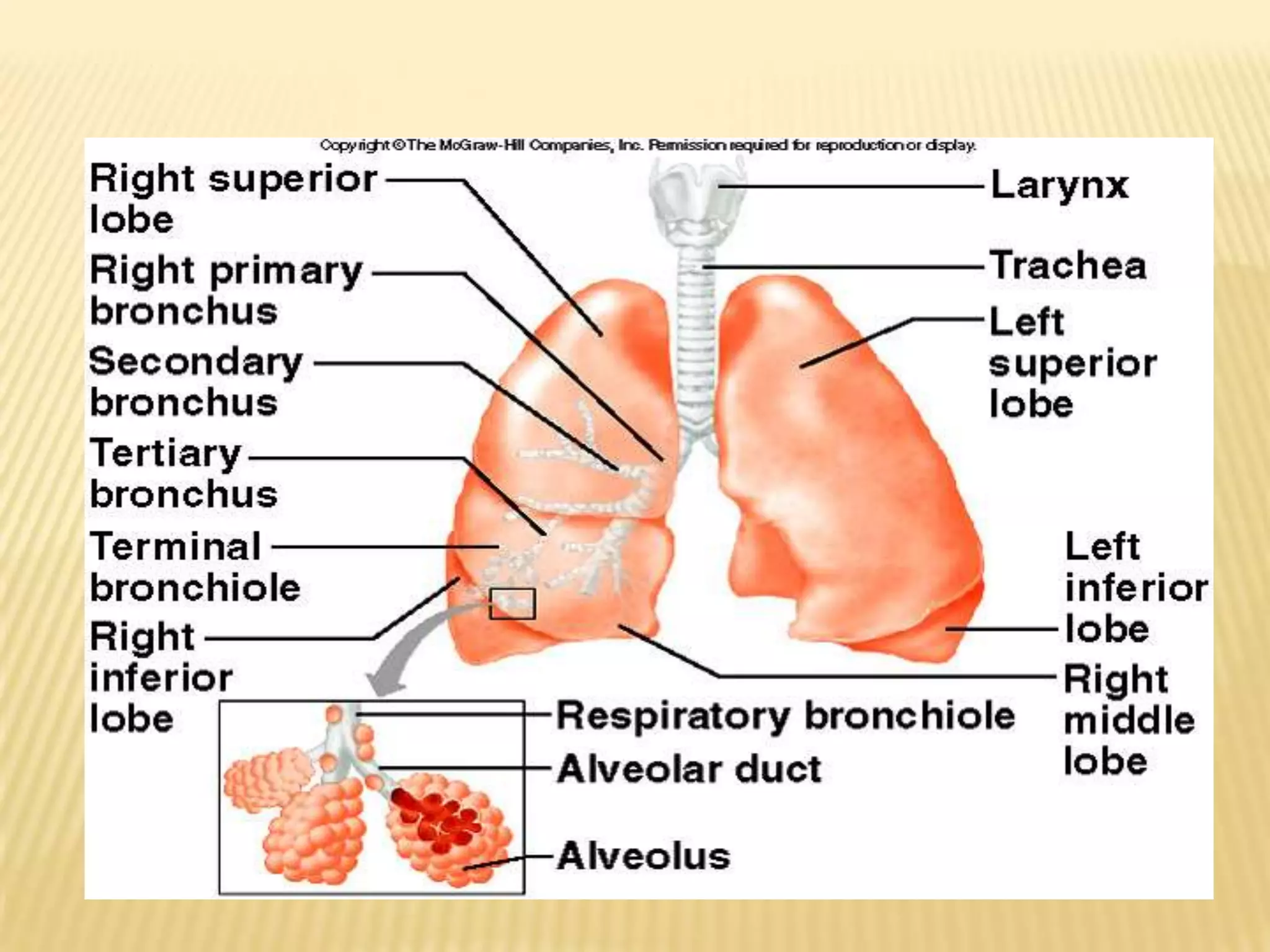 Respiratory System.Chapter # 7 | PPTX
