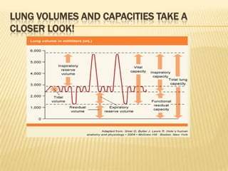 Respiratory System.Chapter # 7 | PPTX