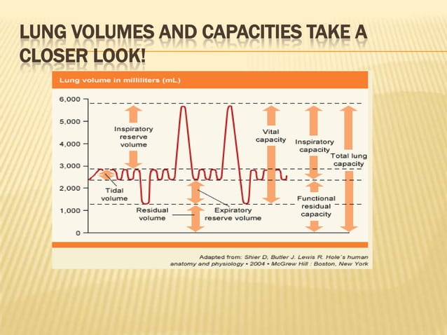Respiratory System.Chapter # 7 | PPTX | Lung and Respiratory Health | Diseases and Conditions
