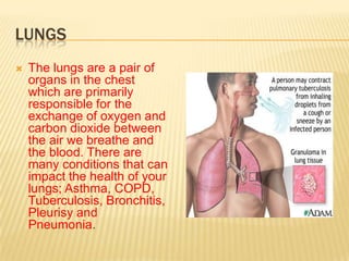 Respiratory System.Chapter # 7 | PPTX