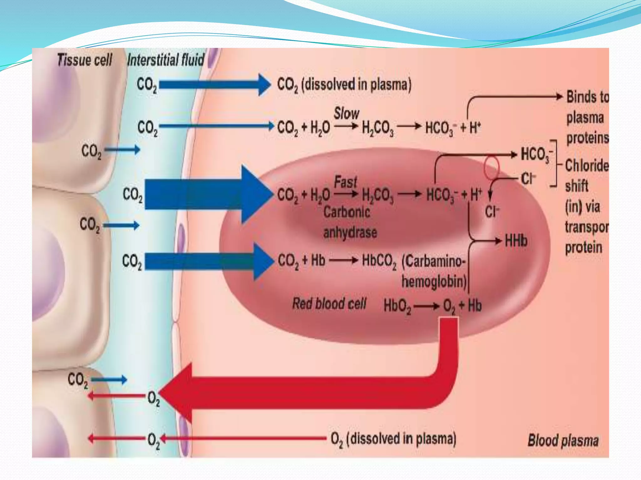 Physiology of respiration | PPTX
