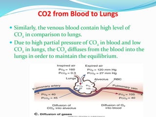 Physiology of respiration | PPTX