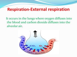 Physiology of respiration | PPTX