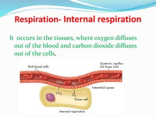 Physiology of respiration | PPTX