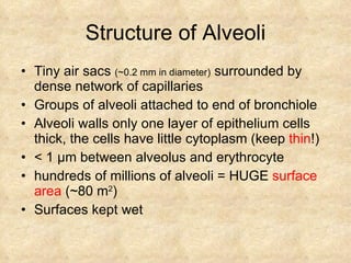 Respiratory System Jewett | PPT