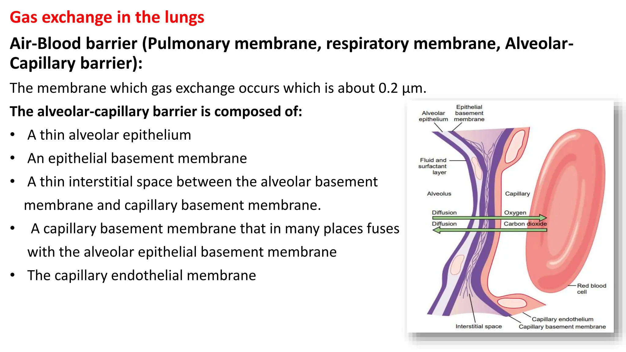Respiratory system- physiology.pptx.72628 | PPTX