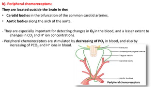 Respiratory system- physiology.pptx.72628 | PPTX