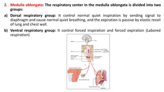 Respiratory system- physiology.pptx.72628 | PPTX