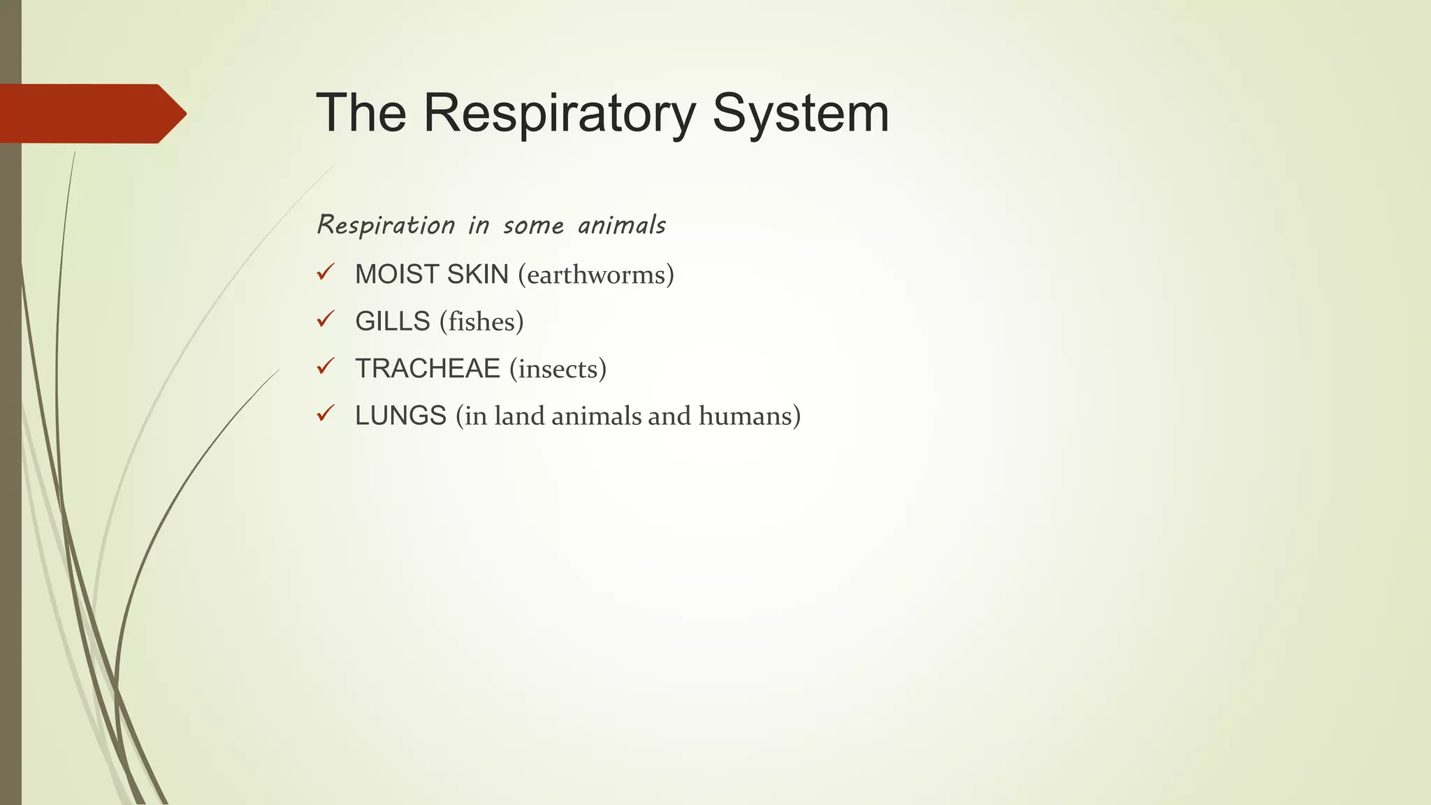 Respiratory System- Lesson 2.pptx