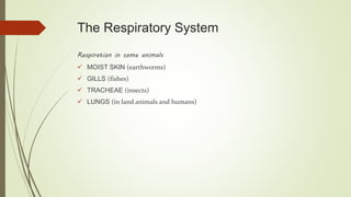 Respiratory System- Lesson 2.pptx