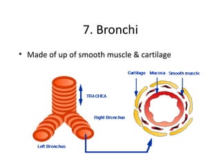 Respiratory system moodle | PPT