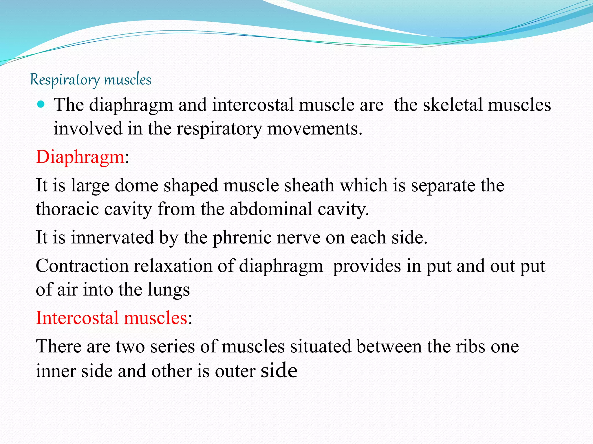 ANATOMY AND PHYSIOLOGY OF RESPIRATORY SYSTEM | PPTX | Ear, Nose and ...