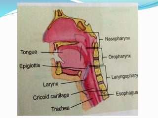 ANATOMY AND PHYSIOLOGY OF RESPIRATORY SYSTEM | PPTX | Ear, Nose and Throat Conditions | Diseases ...