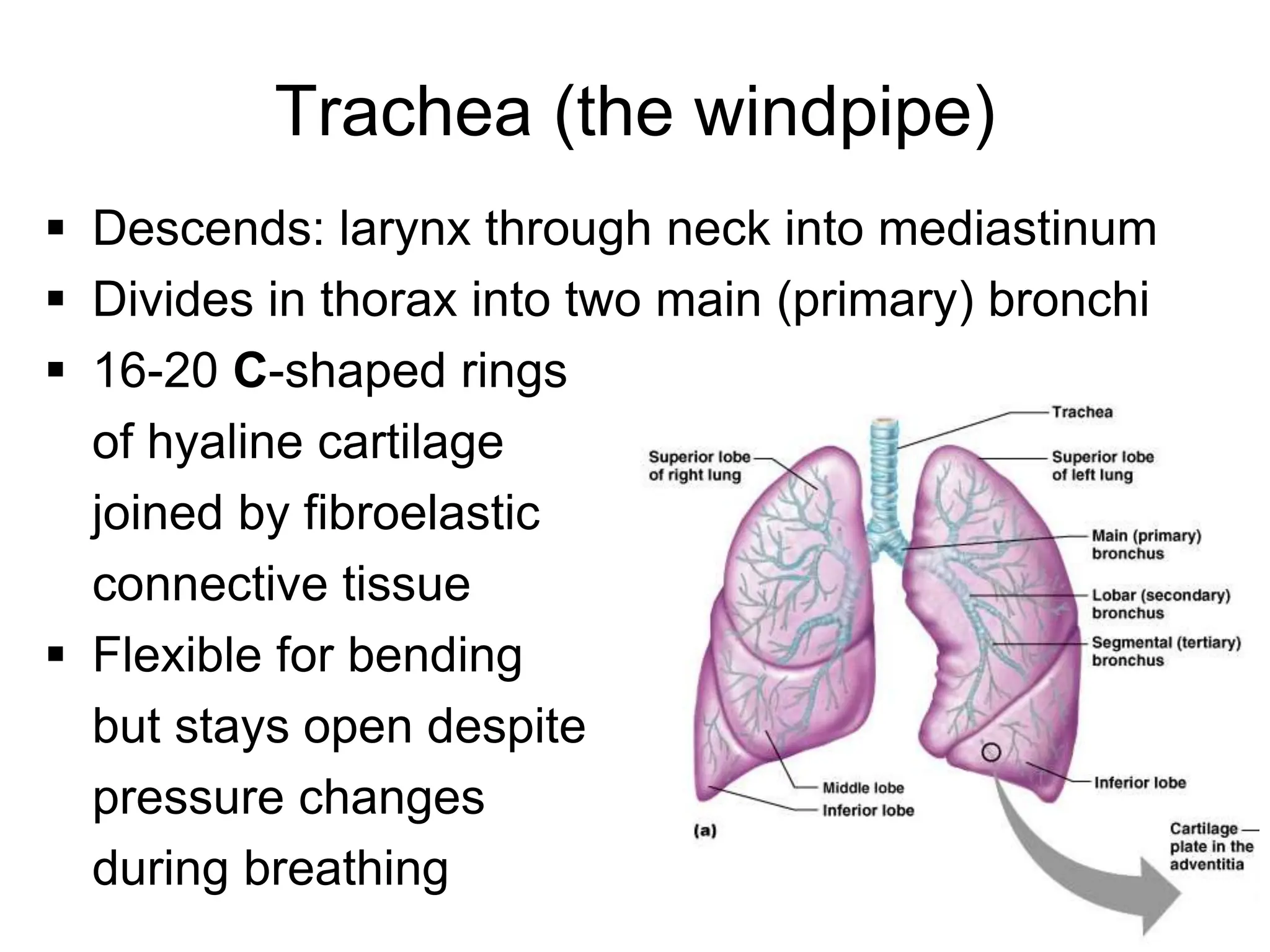 Respiratory System | PPT