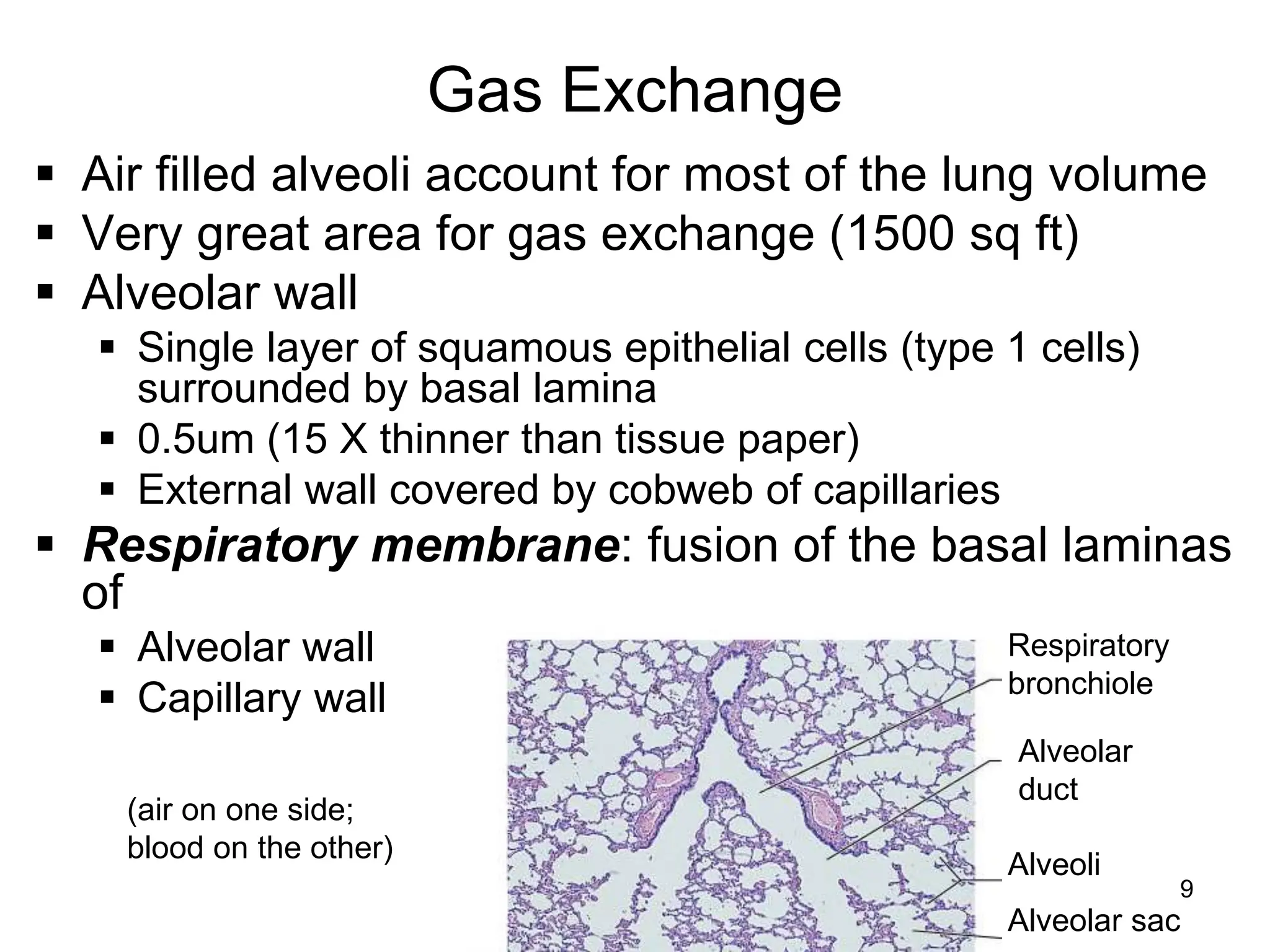 Respiratory System | PPT