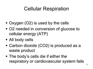 Respiratory System | PPT
