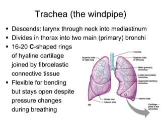 Respiratory System | PPT