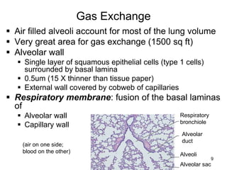 Respiratory System | PPT