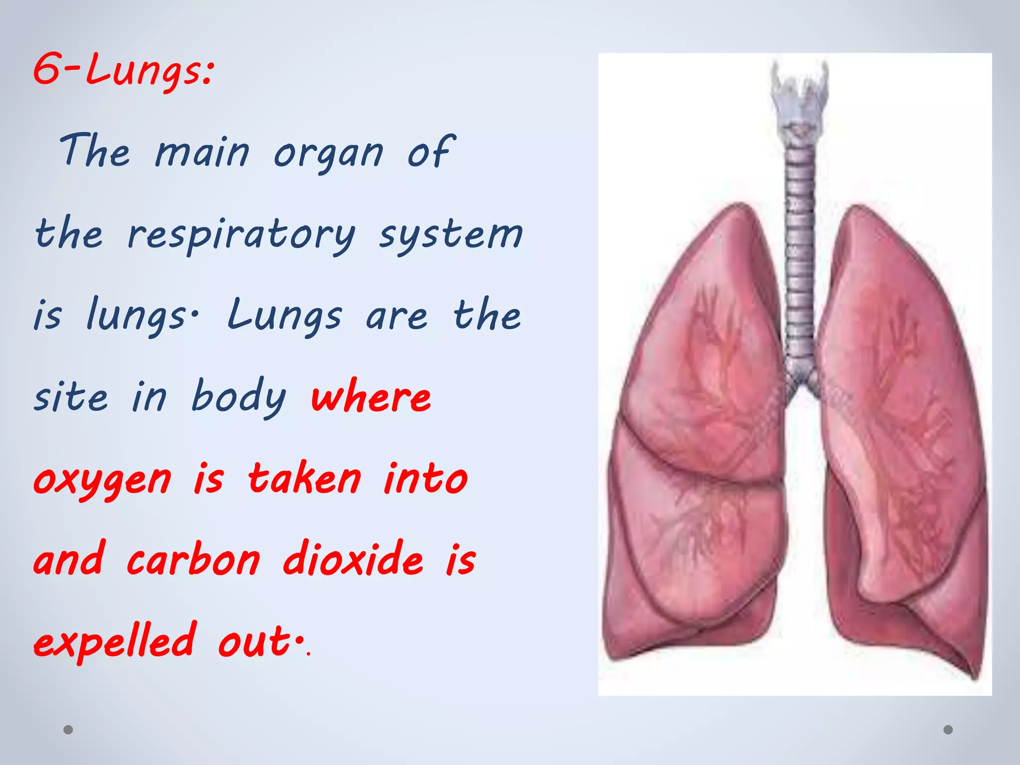 Respiratory system pulmonary ventilation.sofian awamleh.pptx مختصر | PPTX