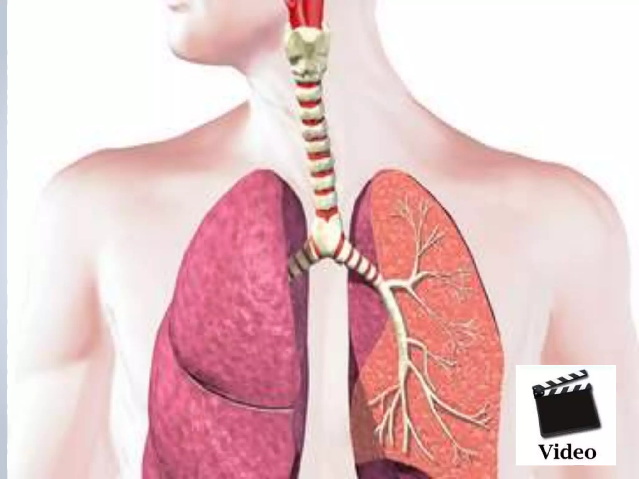 Respiratory system pulmonary ventilation.sofian awamleh.pptx مختصر | PPTX