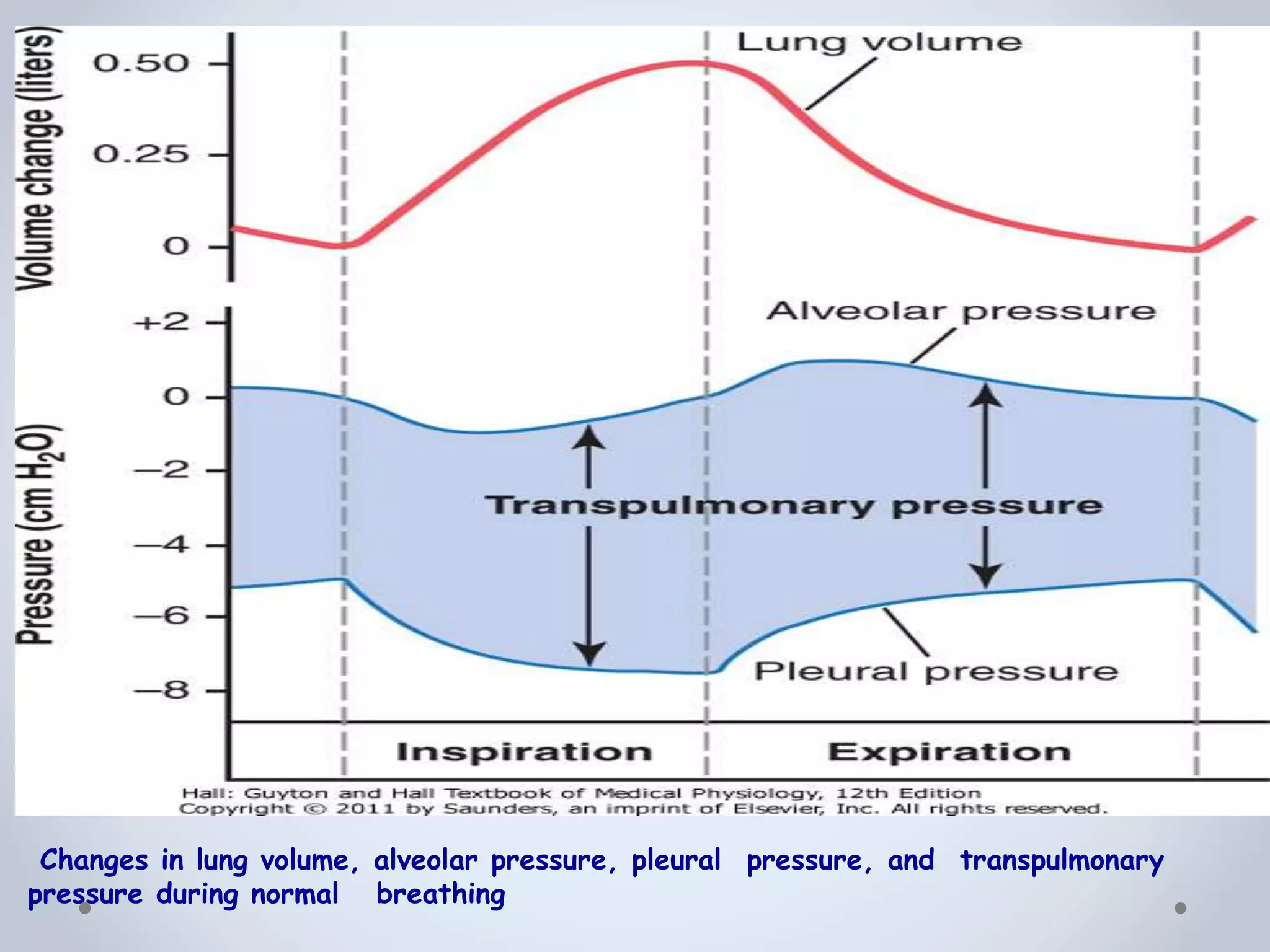 Respiratory system pulmonary ventilation.sofian awamleh.pptx مختصر | PPTX