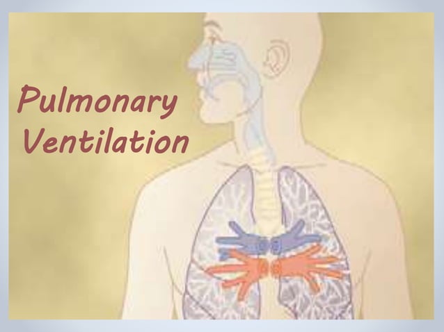 Respiratory system pulmonary ventilation.sofian awamleh.pptx مختصر | PPTX