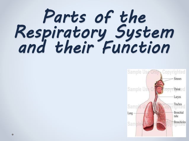 Respiratory system pulmonary ventilation.sofian awamleh.pptx مختصر | PPTX