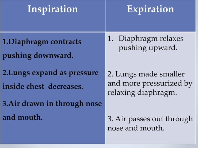 Respiratory system pulmonary ventilation.sofian awamleh.pptx مختصر | PPTX