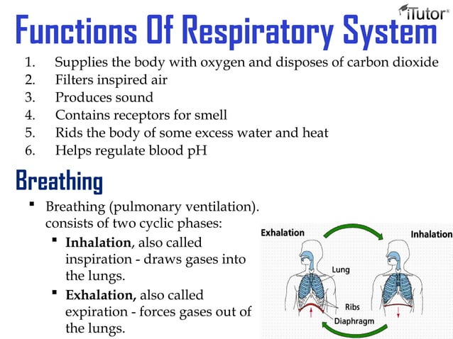 RESPIRATORY SYSTEM- REFERENCES.pptx.................. | PPTX | Ear ...