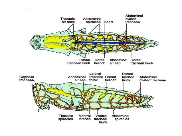 Respiratory system sw | PPT