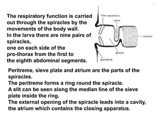Respiratory system sw | PPT