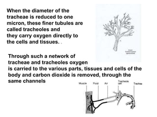Respiratory system sw | PPT
