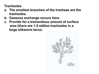 Respiratory system sw | PPT