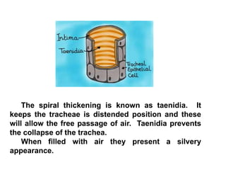 Respiratory system sw | PPT