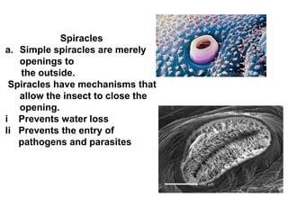 Respiratory system sw | PPT