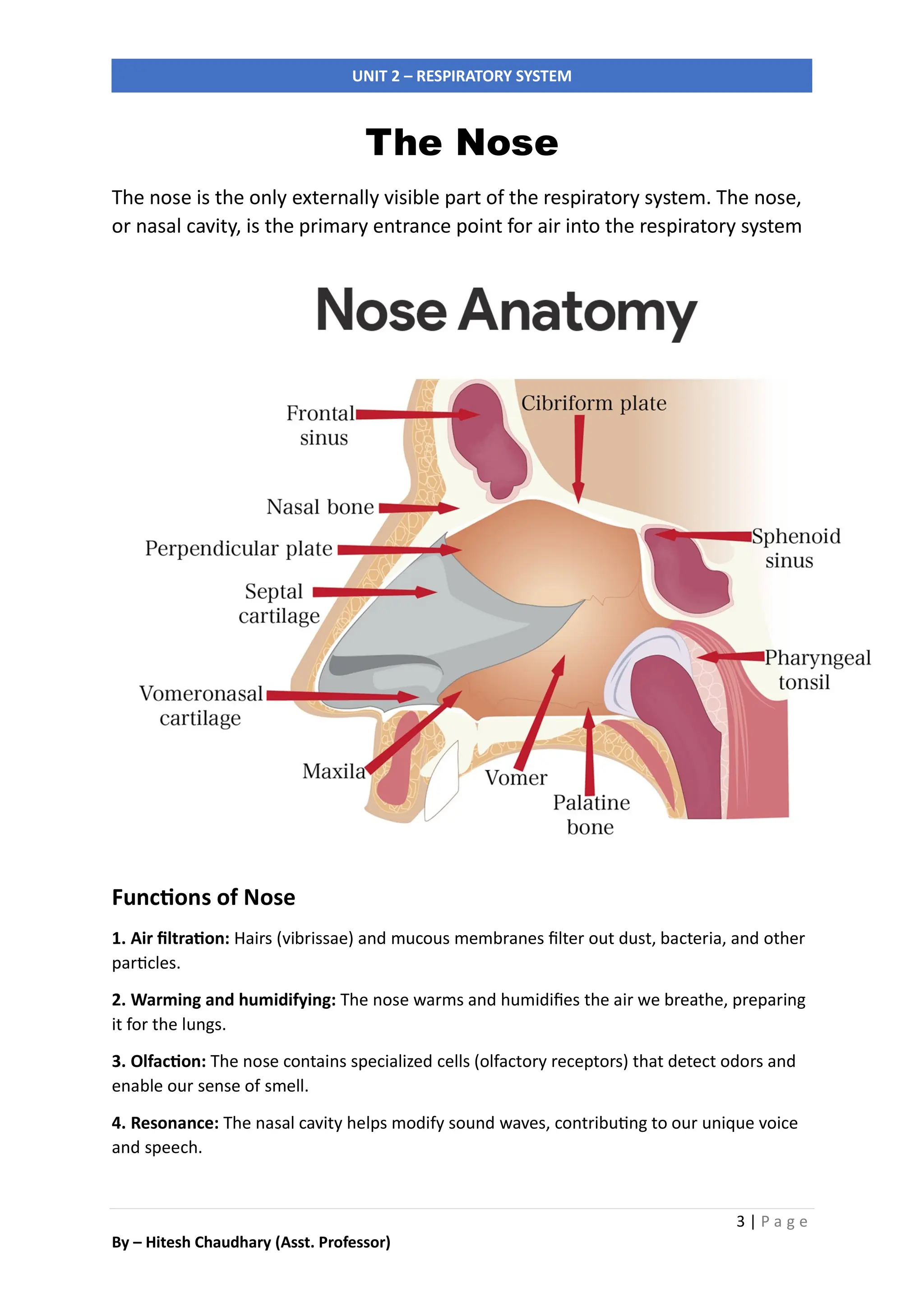 Respiratory System - Unit-2 of Anatomy & Physiology for Nursing ...
