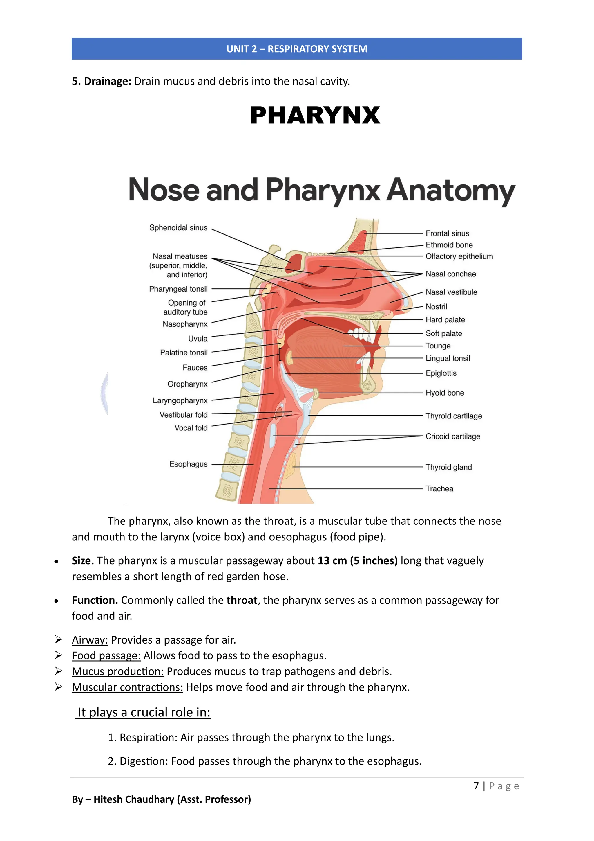 Respiratory System - Unit-2 of Anatomy & Physiology for Nursing ...